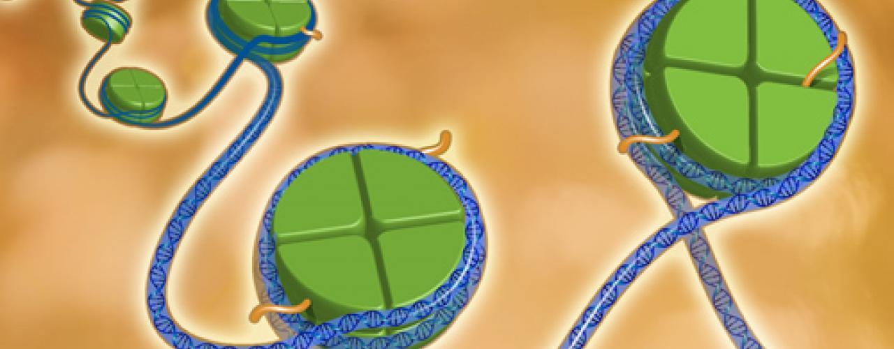 Epigenomics Workflow 4: Process Samples | Cornell Institute of ...