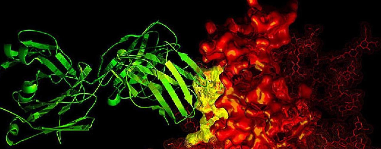 Biomolecular Interactions And Properties Cornell Institute Of